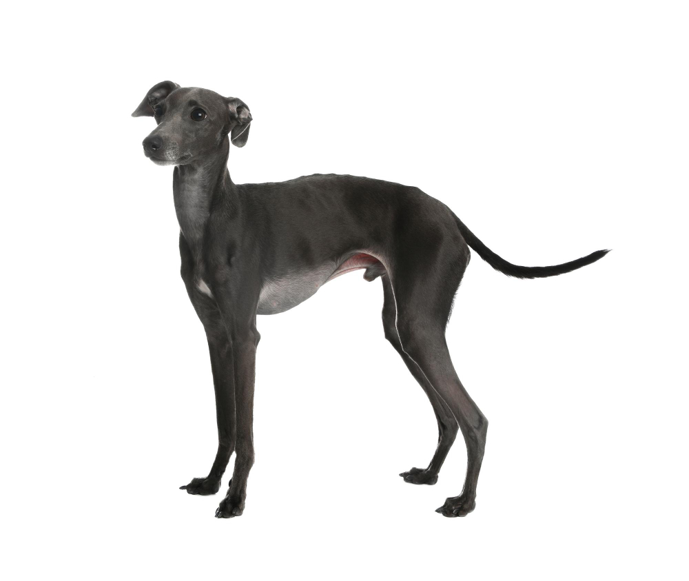 Łajka wschodniosyberyjska - wszechstronny pies myśliwski (opis rasy)