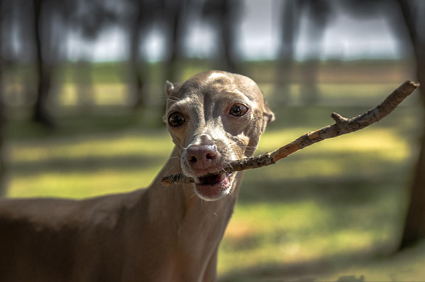 Charcik włoski - żywiołowy wrażliwiec (opis rasy) - Rasy psów - Vipazor ...