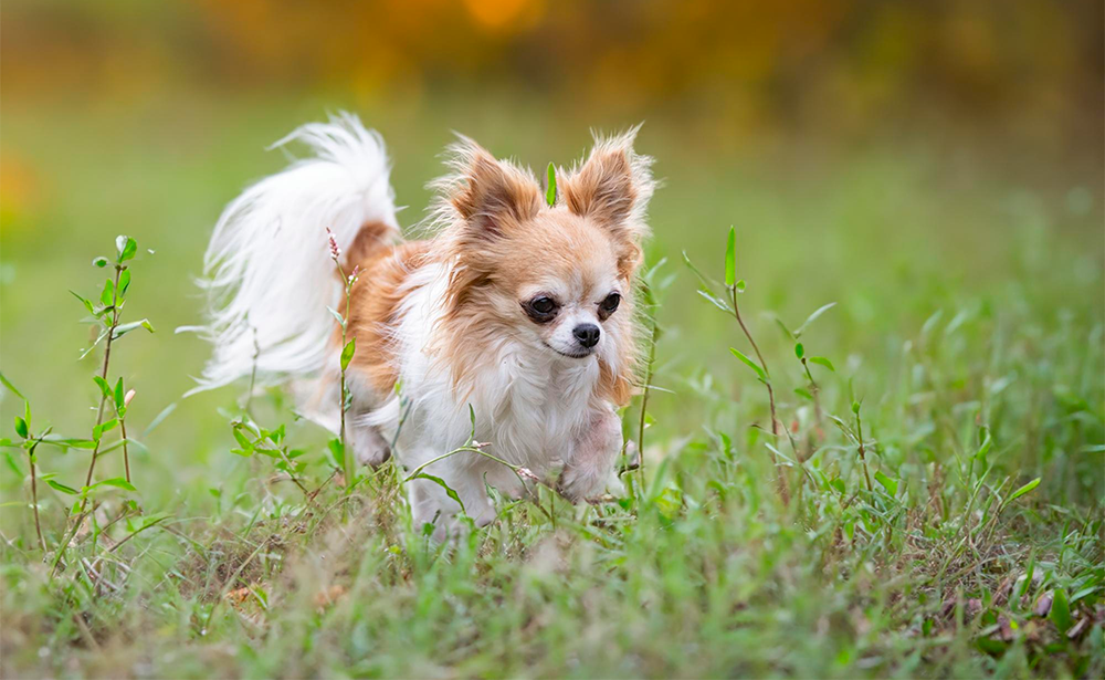 Najlepsze rasy psów do mieszkania w bloku - którą wybrać? - Rasy psów ...