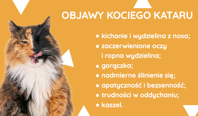Koci katar - ile trwa? Objawy i leczenie - Koty - Vipazor - zdrowe ...